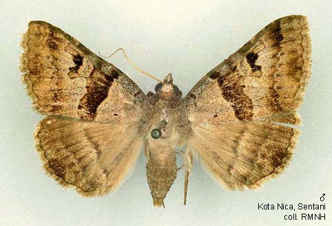 Papua Insects Foundation (Lepidoptera/Erebidae (Erebinae, Euclidiini ...
